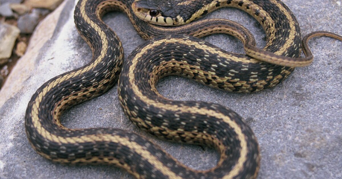 DNR: WHAT TO DO WHEN YOU SEE A SNAKE | WBHF